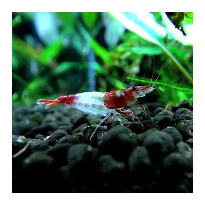 Rilli shrimp