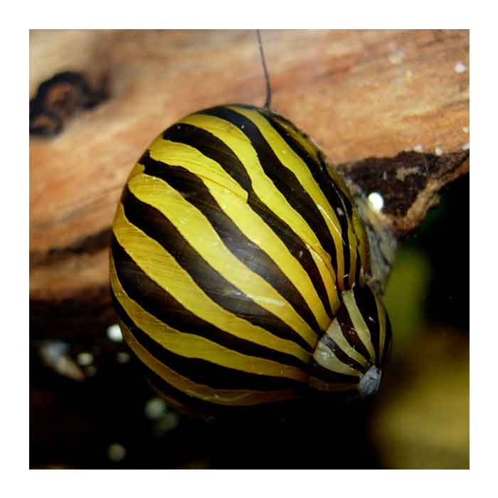 Nerita snail