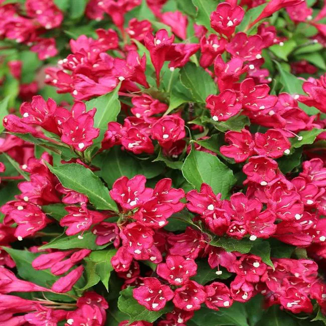 Weigela 'All Summer Red' • C 2 L• 25/30 cm