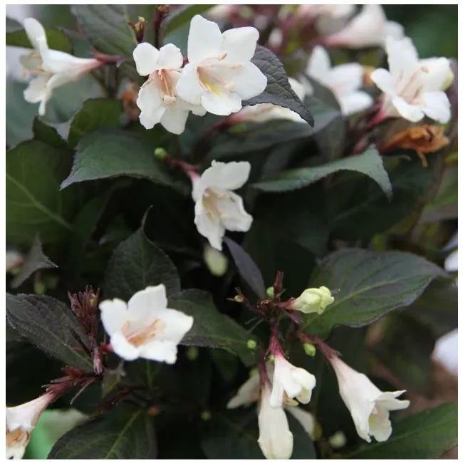 Weigela florida 'Black & White ' • C 2 L• 25/35 cm•