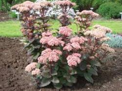 Sedum matrona