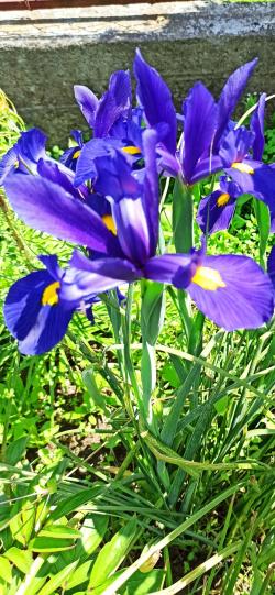 Iris (perene)
