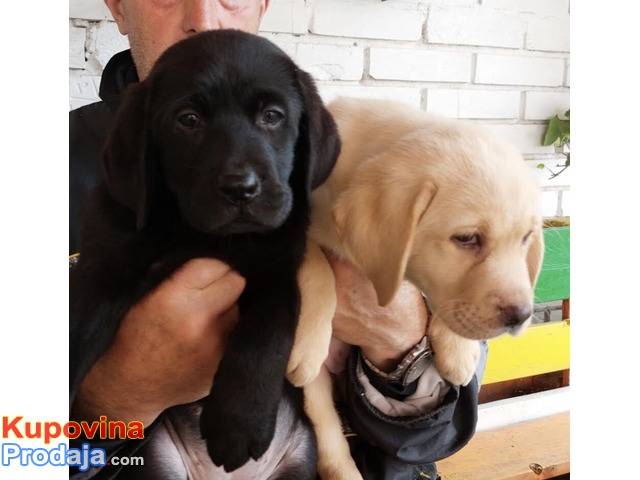 Labrador retriver, vrhunsko leglo