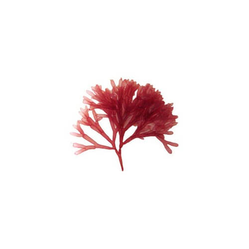 GEL CRVENIH ALGI - RED ALGAE GEL