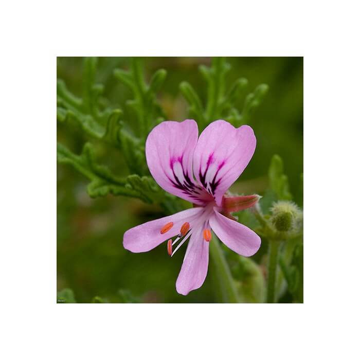 GERANIUM - Etarsko ulje