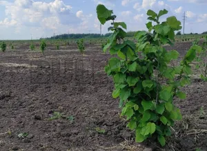 Prodaja Građevinsko zemljište - Kragujevac