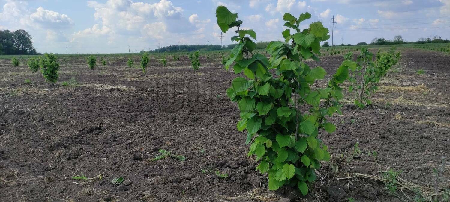 Plantaža lešnika na 5,12 ha u selu Cerovac kod Kragujevca