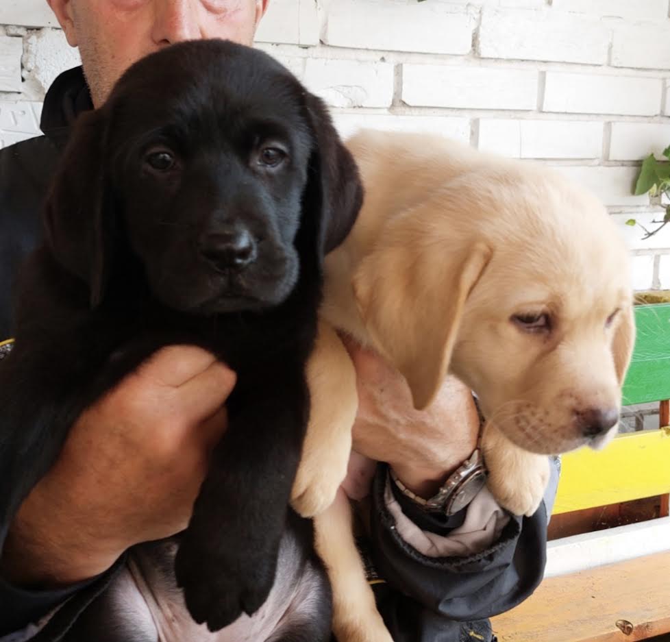 Labrador retriver, vrhunsko leglo