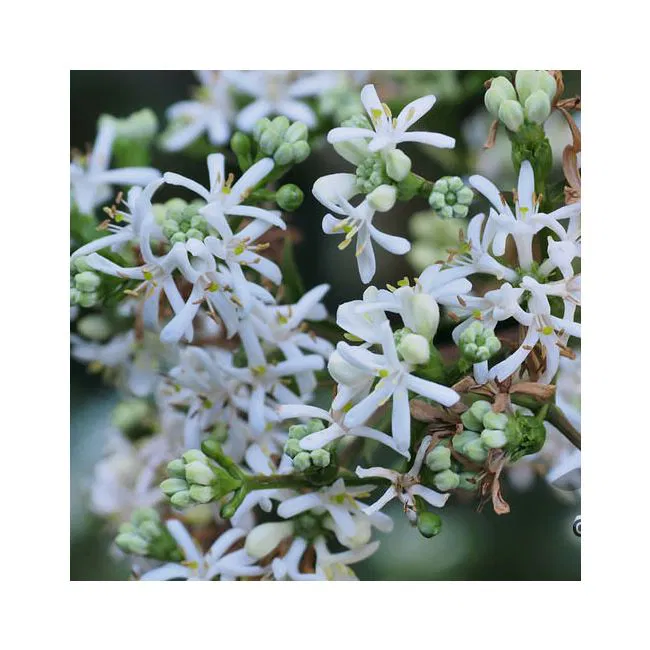 Heptacodium miconioides' • C 2 L • 30/50 cm