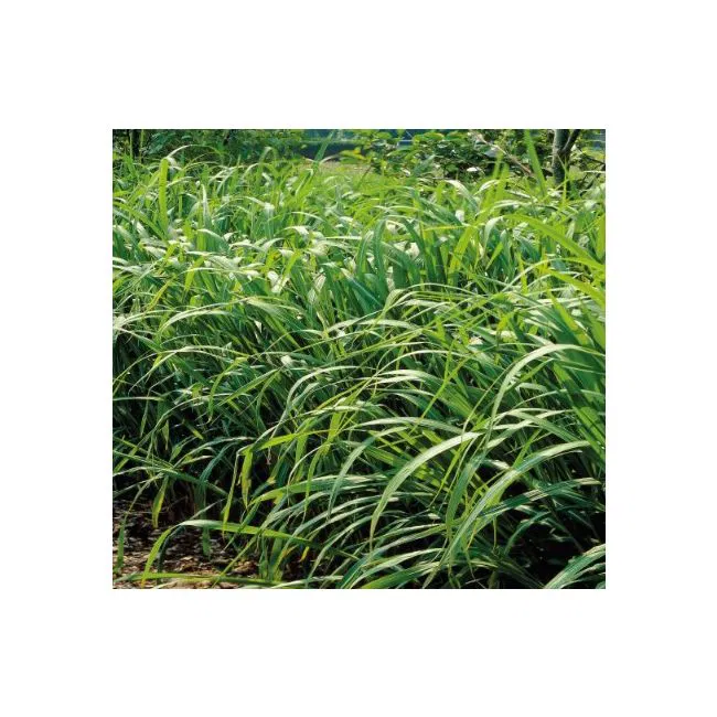 Miscanthus 'Eco2Grass' • P12 • 15-20 cm