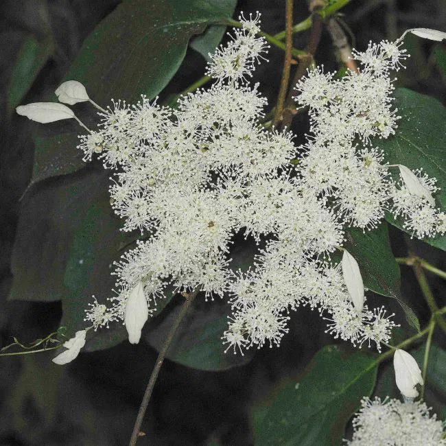 Schizophragma hyd. 'Angel Wings’ • C 2 L • 40-50 cm