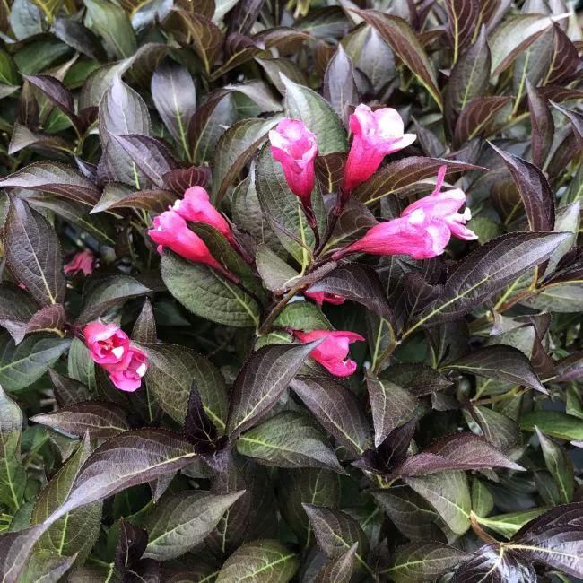 Weigela florida Alexandra