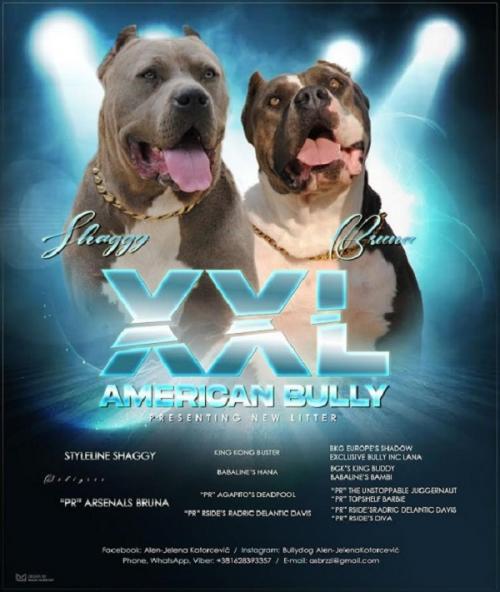 American bully xxl