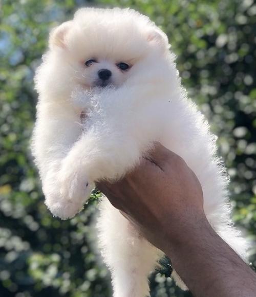 Pomeranski špic,Pomeranac,Pomeranian,Boo štenci