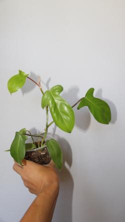 Philodendron Florida Beauty green