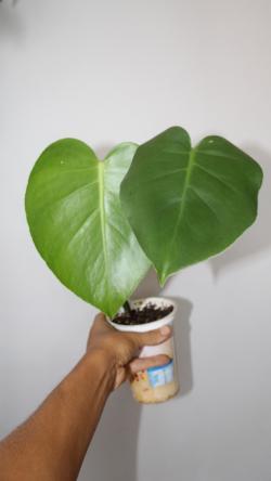 Monstera deliciosa