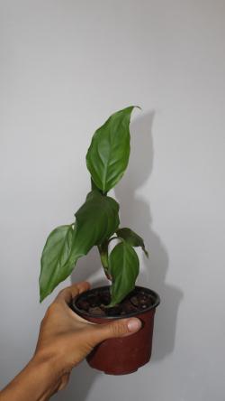 Aglaonema modestum