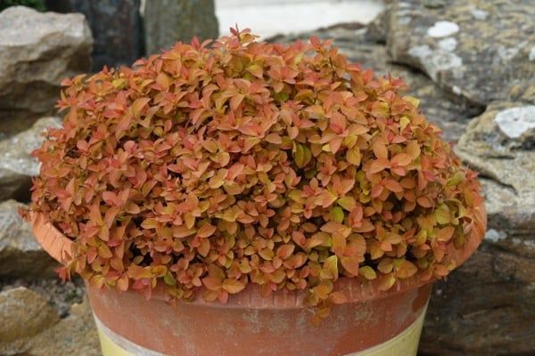 Spiraea Japonica Zen'Spirit Caramel - Suručica