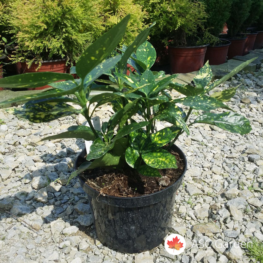 Aucuba japonica ‘Crotonifolia’ – Aukuba 45 cm