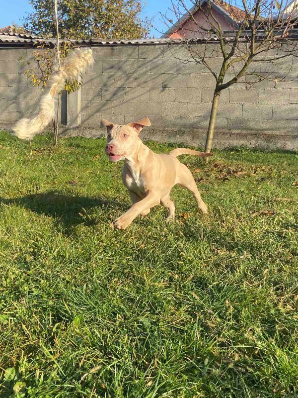 Pitbull terijer i Egzotični Francuzi