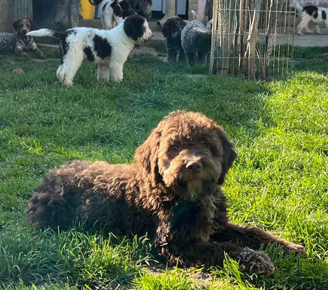 Lagotto Romagnolo SVIH UZRASTA