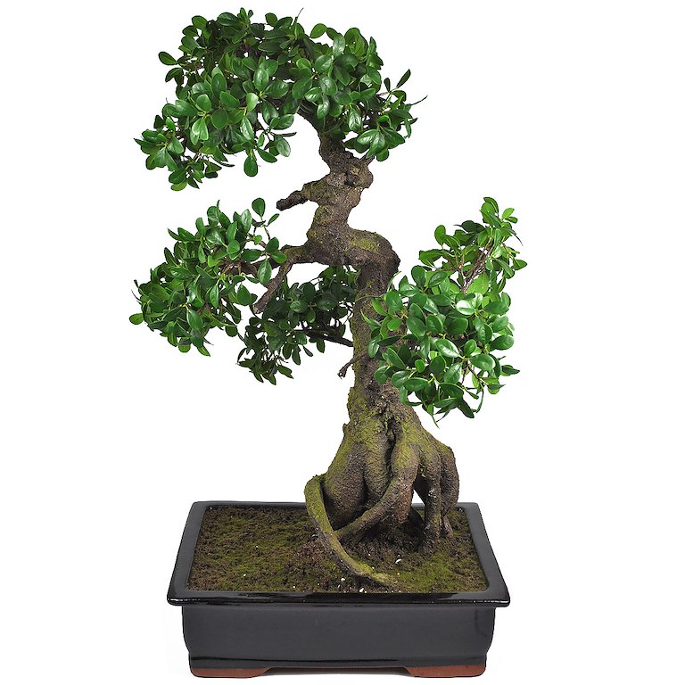 Biljka u saksiji Bonsai