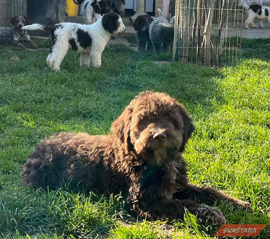 Lagotto Romagnolo SVIH UZRASTA