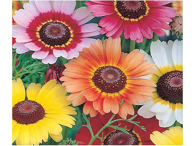 Seme 5 kesica za cveće Ivančica - Trobojna Margareta Franchi Sementi Virimax