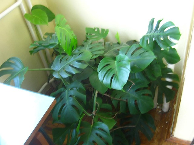 filodendron sadnice