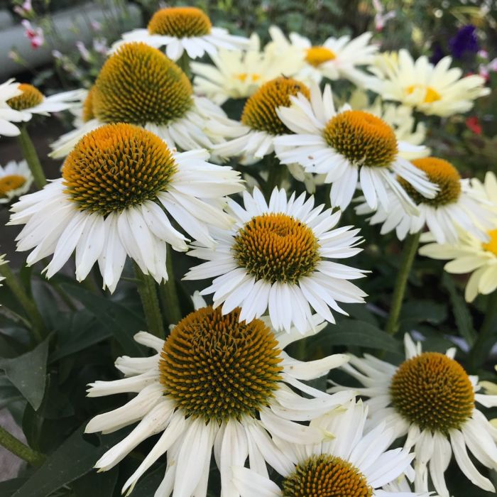 Echinacea Meditation White - Ehinacea