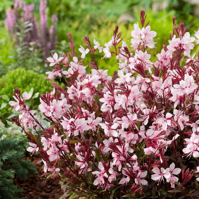 Gaura Lindheimeri Graceful Light Pink - Gaura