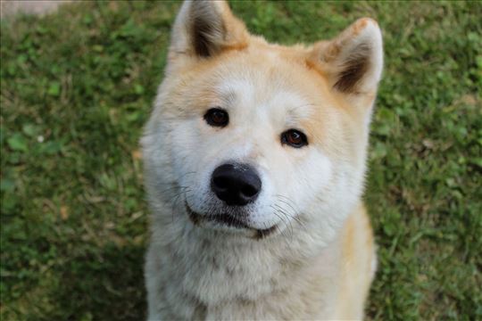 Hiro - Akita inu - Parenje