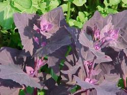 Francuski spanac Atriplex hortensis - SEME