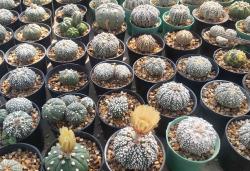 Astrophytum asteris - retki hibridi - 5 semenki