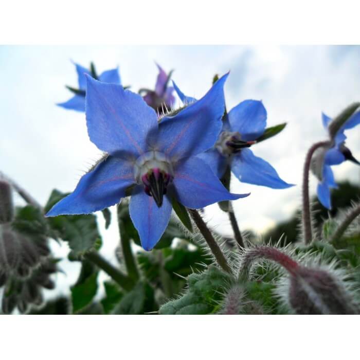 BORAGO ULJE