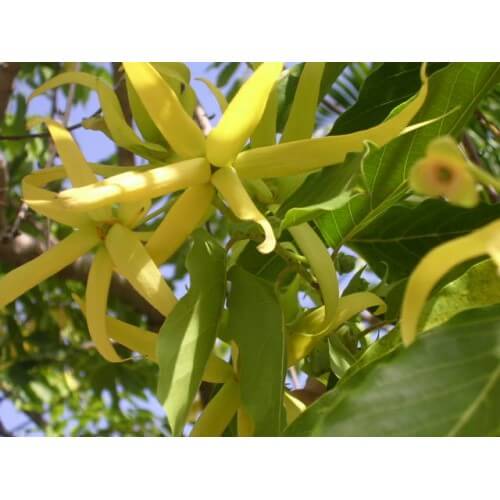 YLANG YLANG - Etarsko ulje