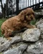 Cavapoo štenci