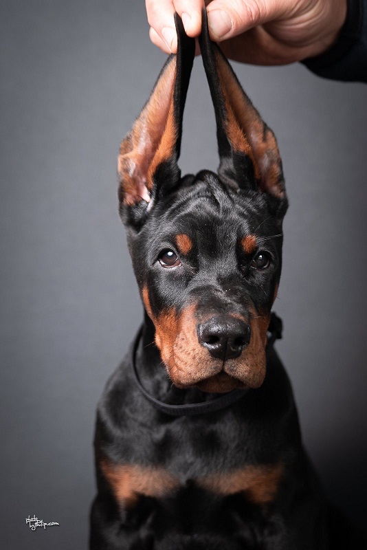 Doberman štenci