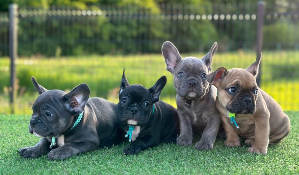 Francuski Buldog štenci u egzotičnim bojama