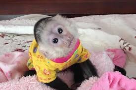 Vesela beba kapucina, majmuni na prodaju