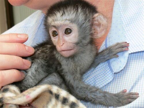 Ljubazna beba kapucina, majmuni na prodaju