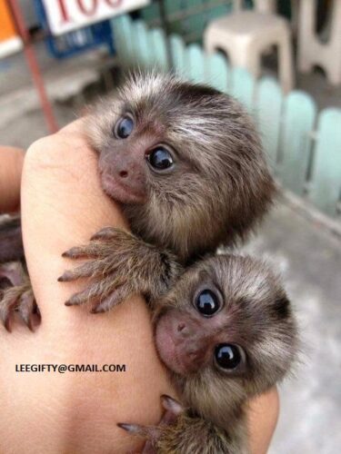 Socijalizirana beba marmozeta, dostupni majmuni