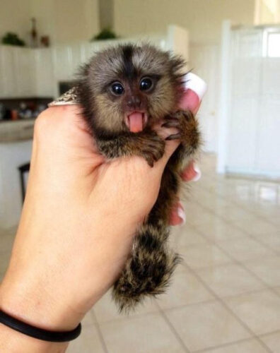 9 tjedana stara beba marmozeta, dostupni majmuni