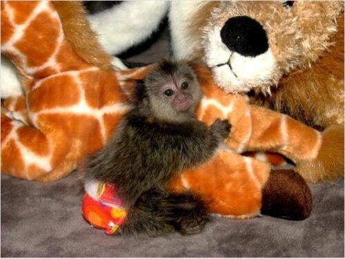 Prijateljska beba marmozeta s prstima dostupni majmuni