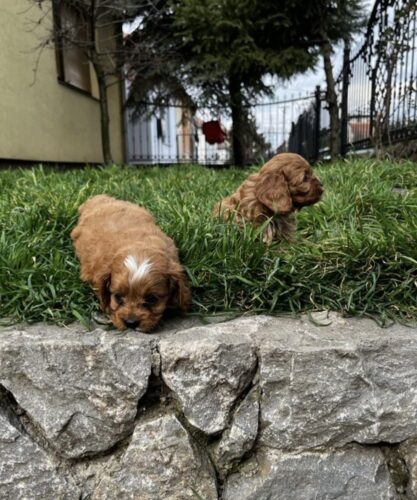 Cavapoo štenci