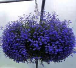 Lobelia Erinus Sapphire (3000 semenki)