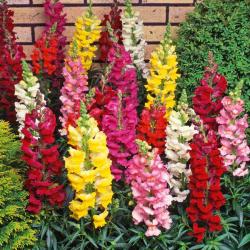 Zevalica mix (3000 semenki) Antirrhinum majus mix