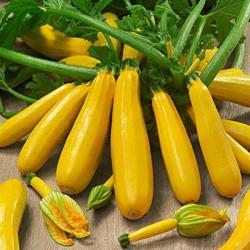 Tikvica Cukini žuta (20 semenki) Goldrush Yellow zucchini