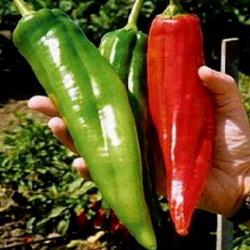 Chilli Numex Big (20 semenki) najveći čili na svetu