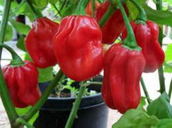 Chilli Habanero Crveni - RED (30 semenki) višegodišnji, izuzetno ljut